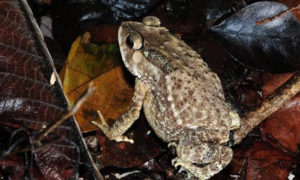 Kenali 4 Spesies Katak Tempatan