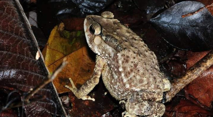 Kenali 4 Spesies Katak Tempatan