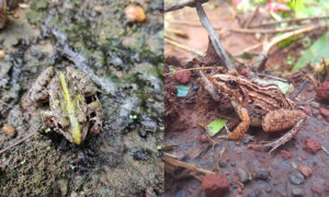 Kenali 4 Spesies Katak Tempatan