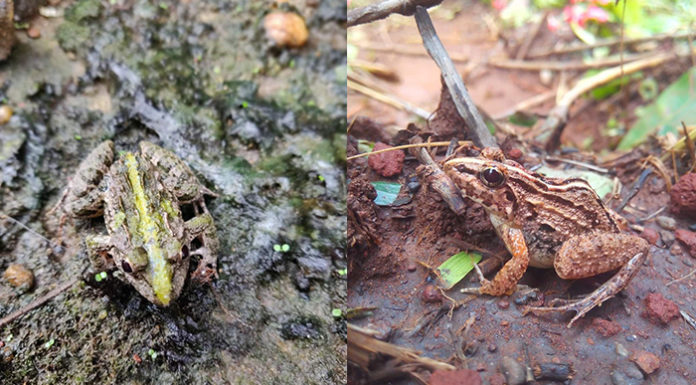 Kenali 4 Spesies Katak Tempatan