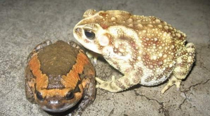 Kenali 4 Spesies Katak Tempatan