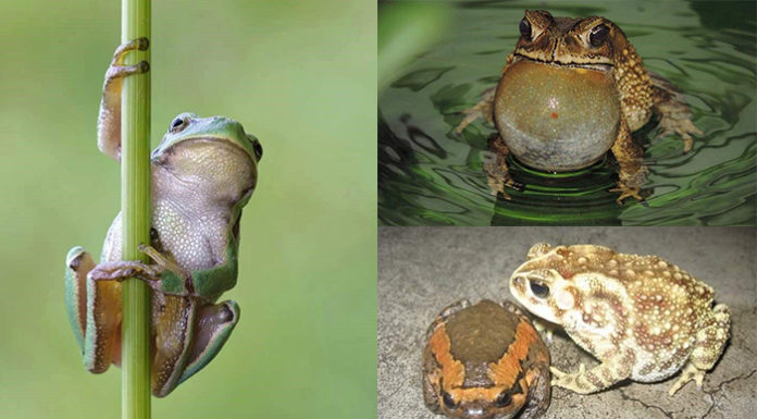 Kenali 4 Spesies Katak Tempatan