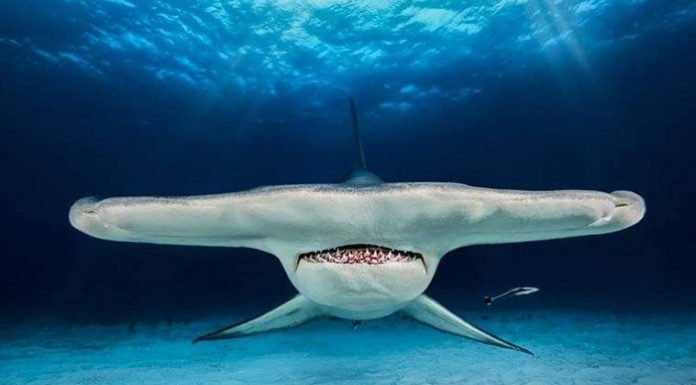 Kenali Spesies Shark Yang Pelik Dan Unik