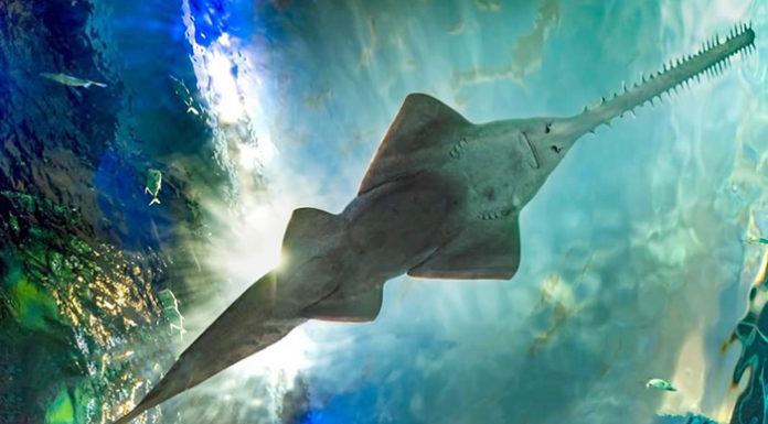 Kenali Spesies Shark Yang Pelik Dan Unik