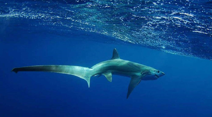 Info spesies : Kenali Famili Seluang!! - Umpan