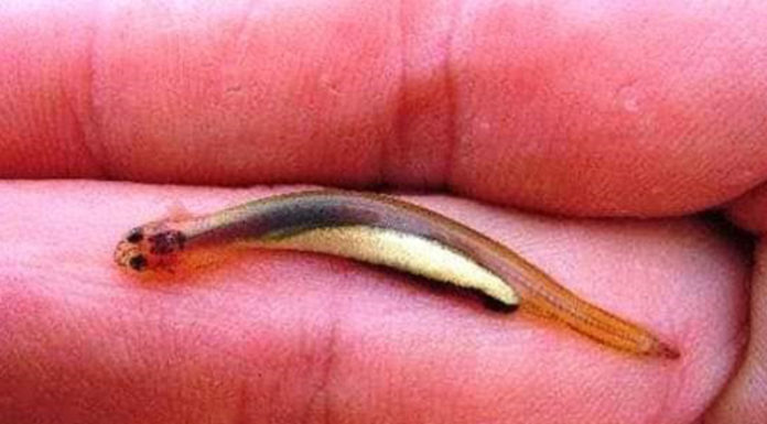 Ikan Parasit Penghisap Darah Paling Digeruni