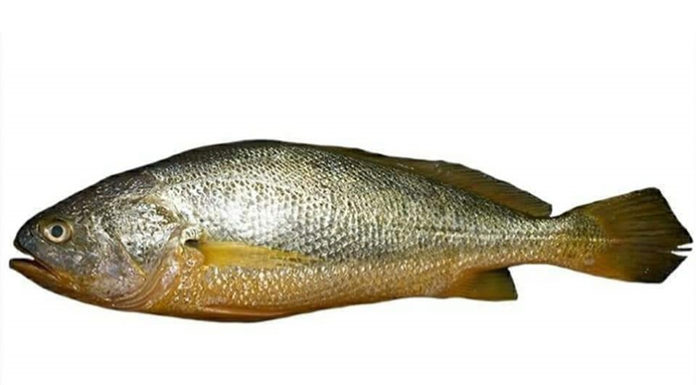 Info Spesies - Kenali Ikan Belukang!! - Umpan