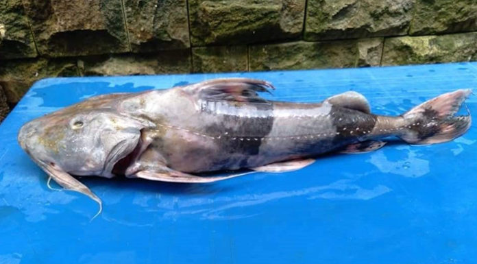 Info Spesies : Kenali Ikan Sultan!! - Umpan