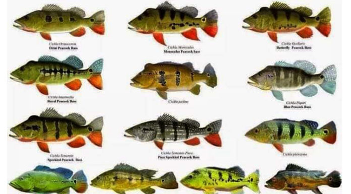 Kenali Keluarga Peacock Bass Di Malaysia