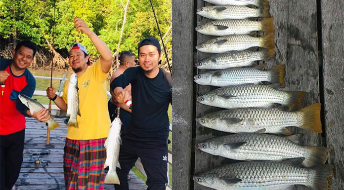 Perkongsian Terbaik Sifu Mancing Tamok