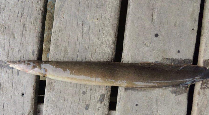 Mengenal Identiti Ikan Lampam Asli Tempatan - Umpan