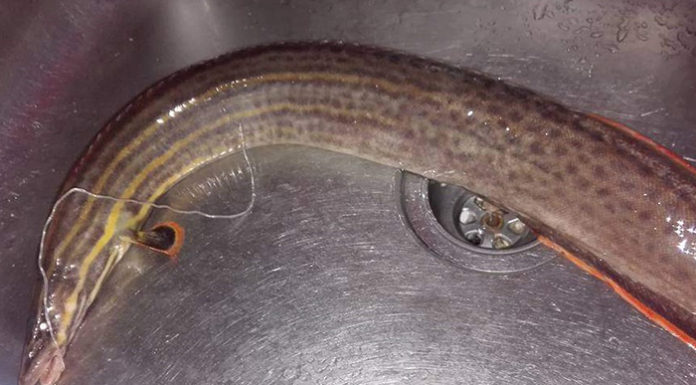 Mengenal Identiti Ikan Lampam Asli Tempatan - Umpan