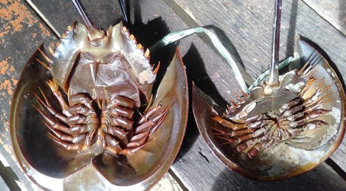 Info Spesies - Kenali Belangkas!! - Umpan