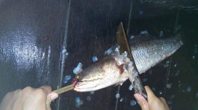 Susah Sangat Ke Nak Siang Ikan Haruan? Ini Cara Yang Mudah!