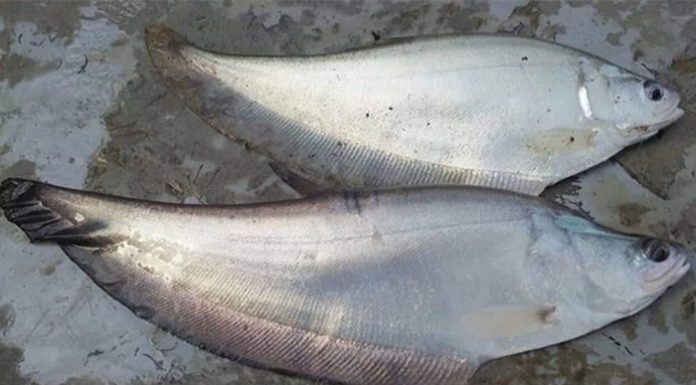 Kenali Persamaan & Perbezaan Ikan Belida