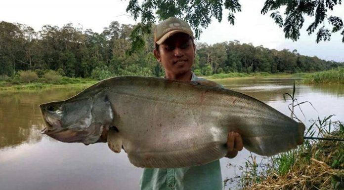 Kenali Persamaan & Perbezaan Ikan Belida