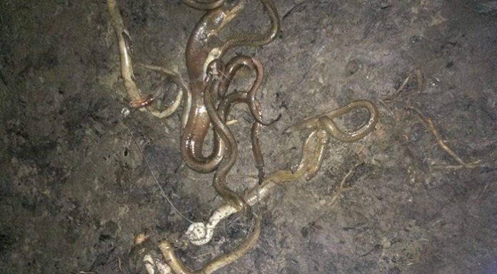 Mengenal Identiti Spesies Keluarga Ikan Belanak