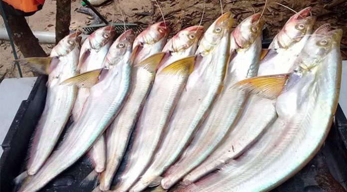 Mengenal Ikan Belukang Dengan Lebih Mendalam!! - Umpan
