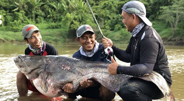Mengenal Ikan Belukang Dengan Lebih Mendalam!! - Umpan