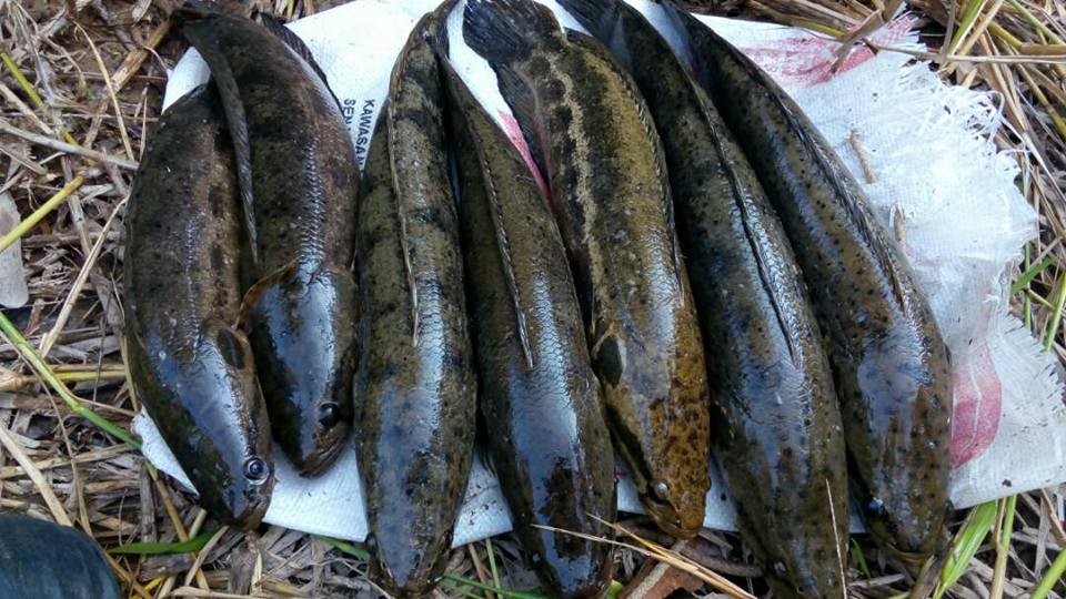 Info Spesies - Kenali Ikan Belukang!! - Umpan