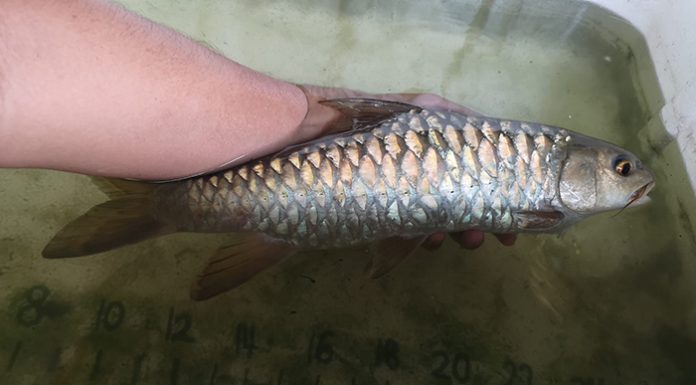 Potensi Ternakan Ikan Tengas