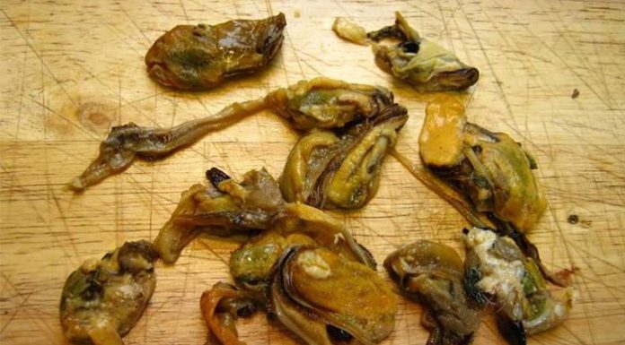 Jenis-Jenis Umpan Terbaik Pancingan Air Masin - Umpan