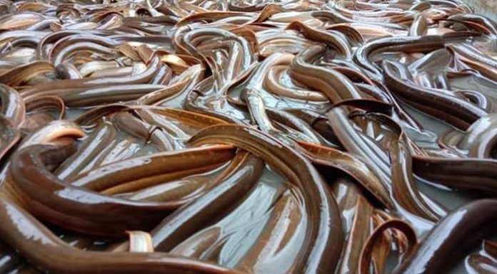 Kenali Spesies Belut Berdasarkan Habitat