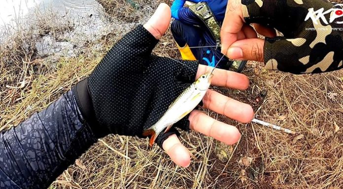 Apa Perlu Dibuat Jika Dapat Ikan Saiz Curut