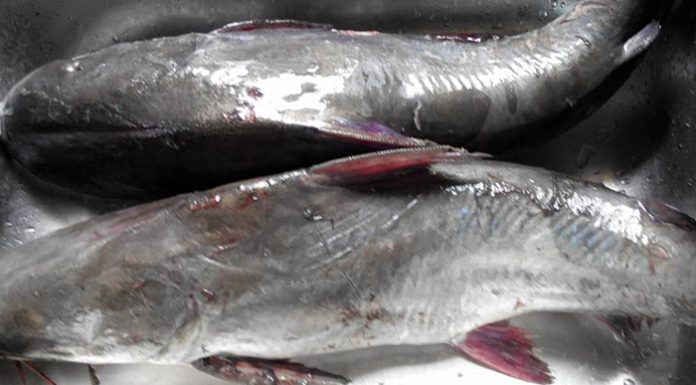 Mengenali Spesies Ikan Duri Paling Putih