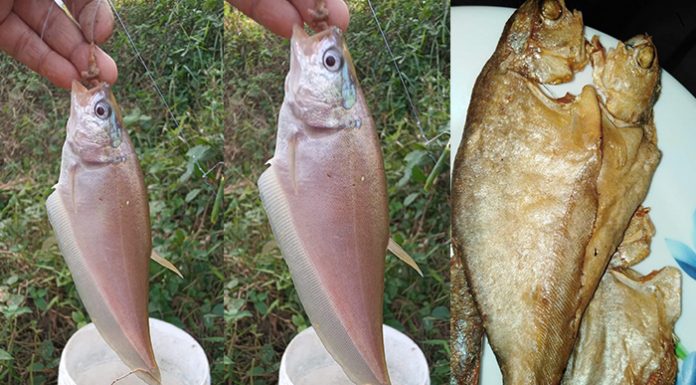 Info Spesies : Kenali Ikan Sultan!! - Umpan