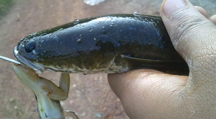 Kenali 80 Spesies Ikan Seluang - Umpan