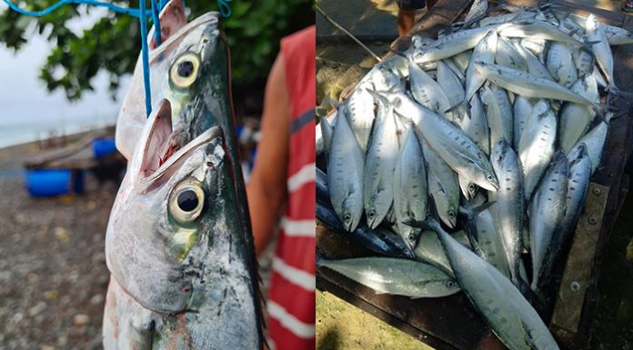 Kenali Ikan Banang!! - Umpan