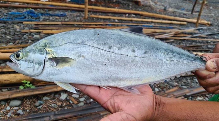 Mengenal Identiti Kumpulan Ikan Gerut-Gerut - Umpan