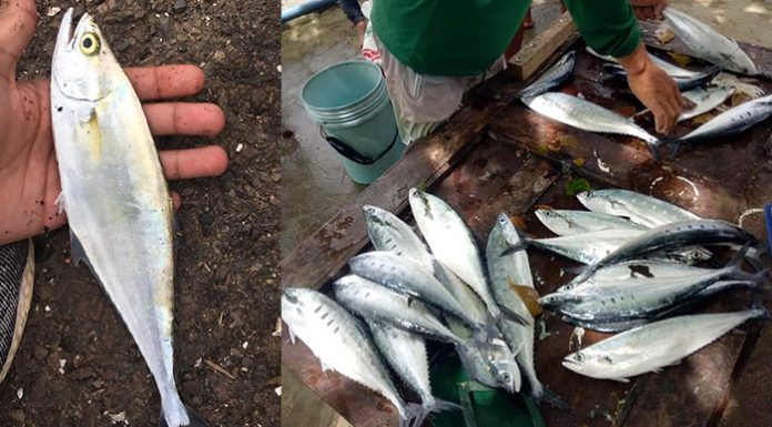 Kenali Ikan Banang!! - Umpan