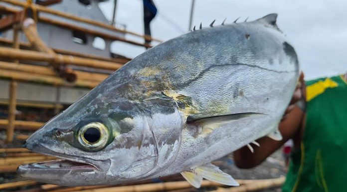 Mengenal Identiti Kumpulan Ikan Gerut-Gerut - Umpan