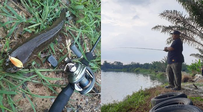 Perbezaan Antara Ikan Sembilang & Ikan Keli!! - Umpan