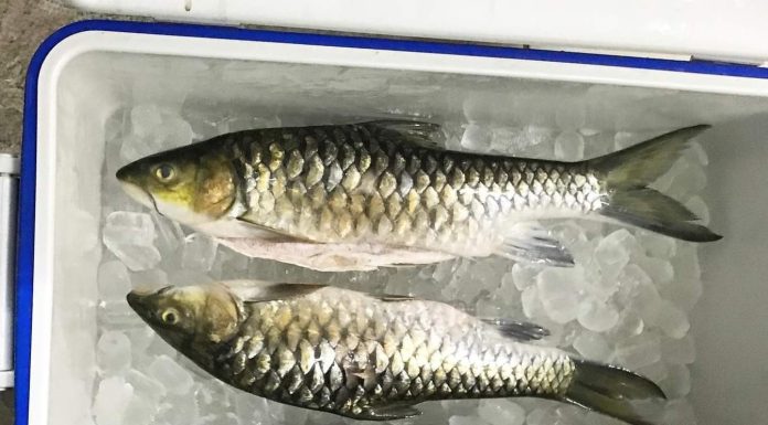 Mengenal Identiti Spesies Ikan Jelawat Sultan - Umpan