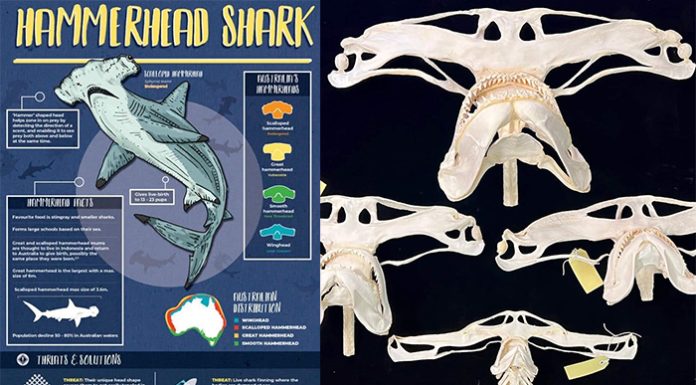 Kenali Spesies Hammerhead Terancam Pupus