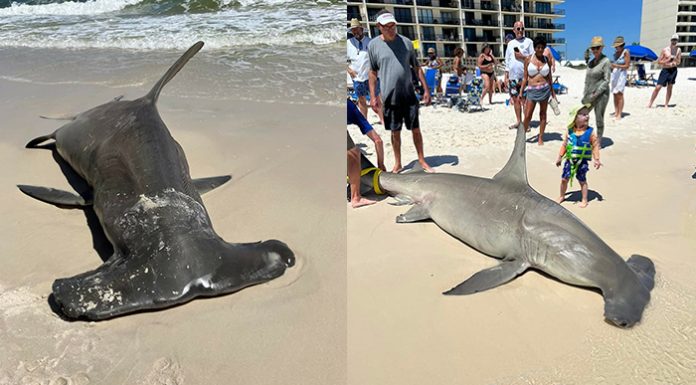 Kenali Spesies Hammerhead Terancam Pupus