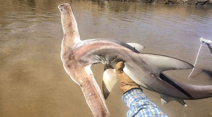 Kenali Spesies Hammerhead Terancam Pupus