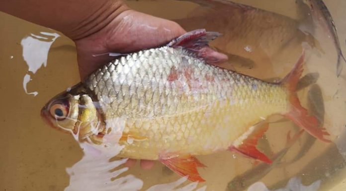 Ramai Yang Tak Tahu Perbezaan Ikan Ketarap Dan Bayan - Umpan