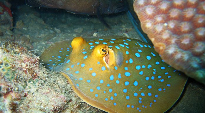 Mengenali Spesies Pari Secara Keseluruhan