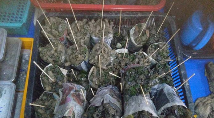 Kenali Jenis-Jenis Katak & Katak Terbaik Dijadikan Umpan - Umpan