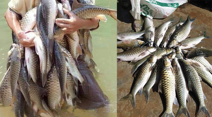 10 Spesies Ikan Yu Yang Menakjubkan!!