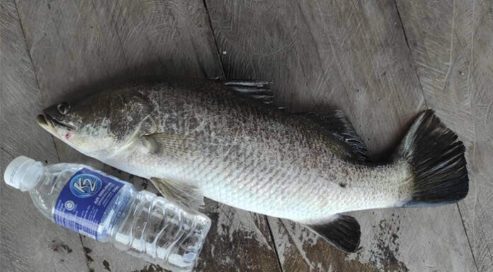 Trip Siakap Segantang Garam