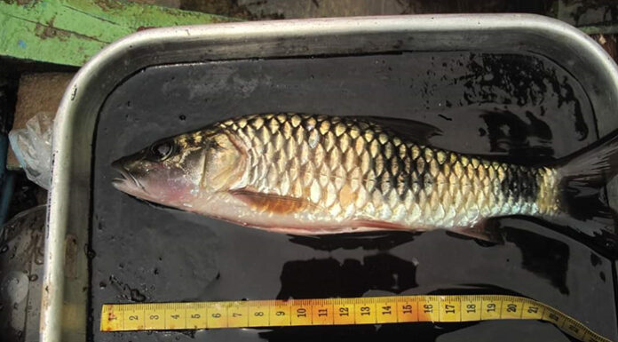 Kenali Spesies Sebarau Hanya Terdapat Di Borneo