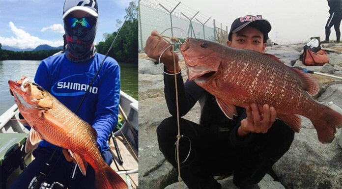 Fahami Tabiat Siakap Merah Untuk Memburunya