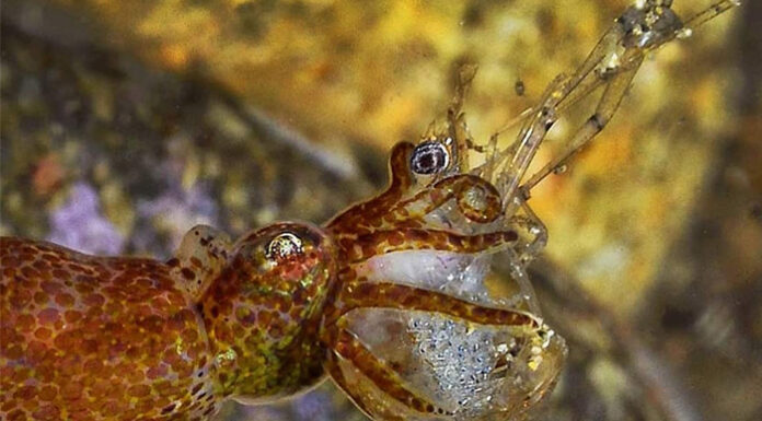 Mengenali Spesies Pari Secara Keseluruhan