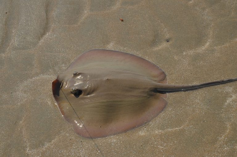 Info spesies: Keluarga ikan bayan / ketarap!! - Umpan