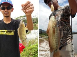 Info Spesies - Ikan Puyu 101 - Umpan